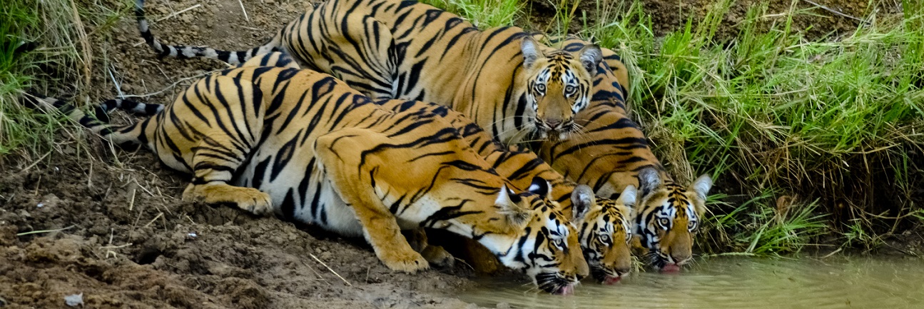 Tigers of Tadoba National park